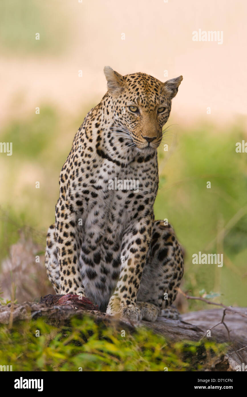 Leopard, South Africa Stock Photo - Alamy