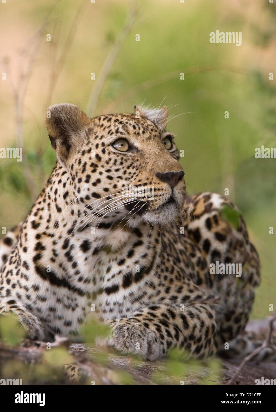 Leopard, South Africa Stock Photo - Alamy