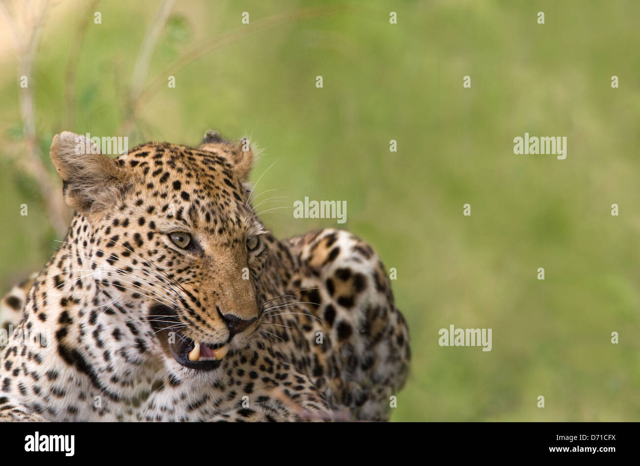 Leopard, South Africa Stock Photo - Alamy