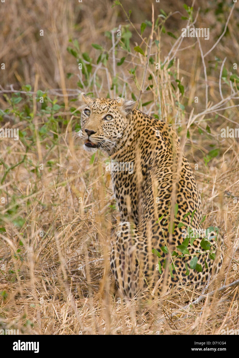 Leopard, South Africa Stock Photo - Alamy
