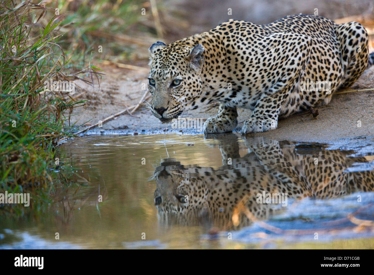 Leopard drinking water by a pond, South Africa Stock Photo - Alamy