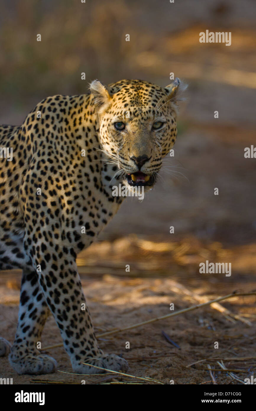 Leopard, Sabi Sand Game Reserve, Mpumalanga Province, South Africa ...