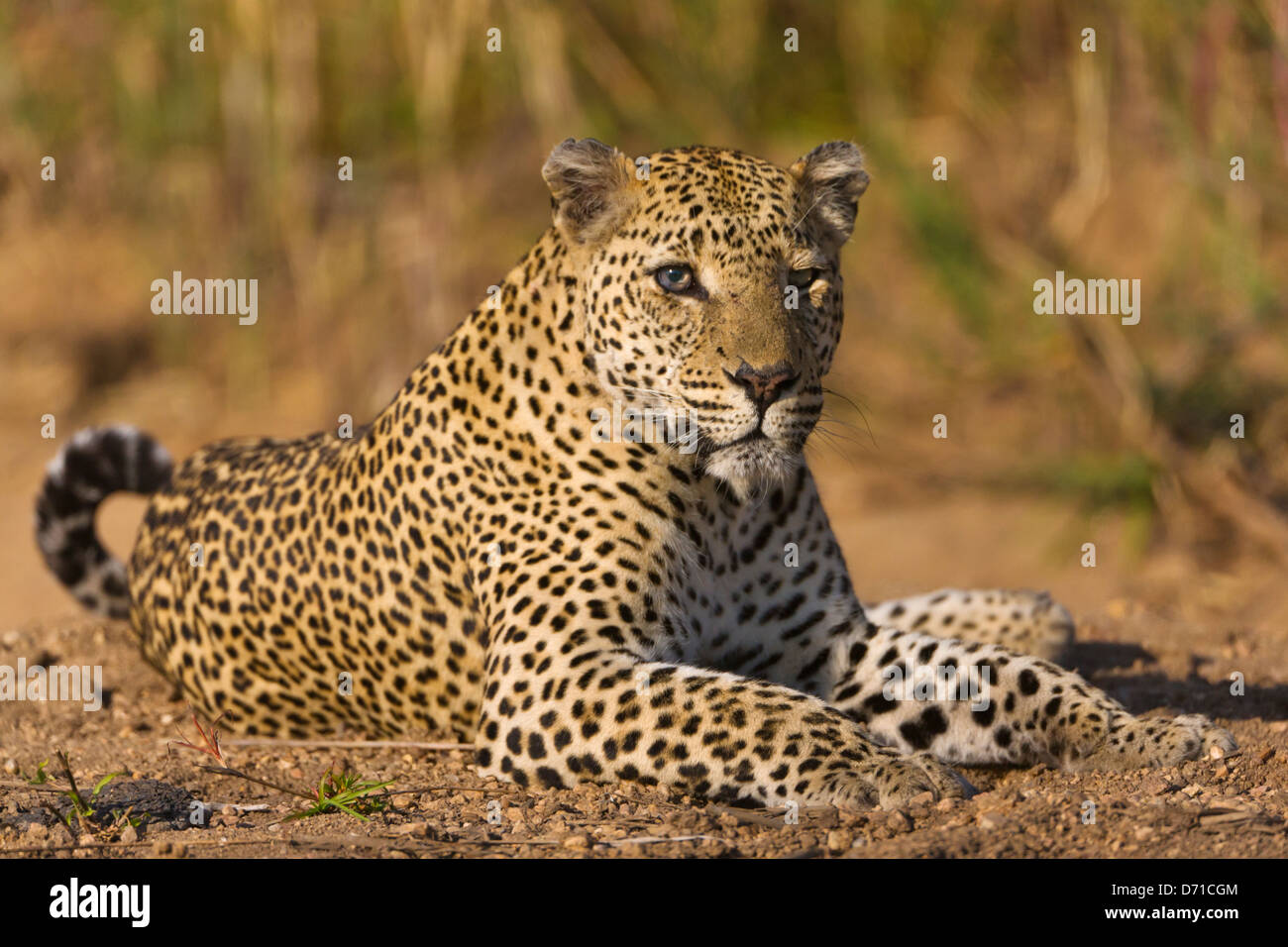 Leopard, South Africa Stock Photo - Alamy