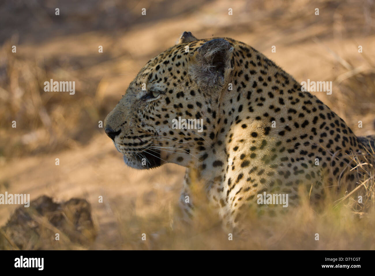 Leopard, South Africa Stock Photo - Alamy