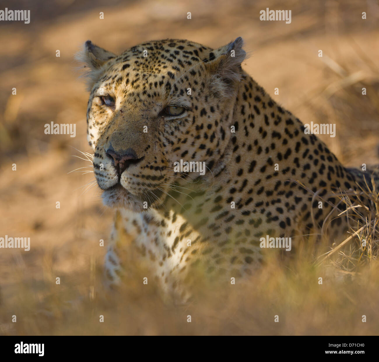 Leopard, South Africa Stock Photo - Alamy