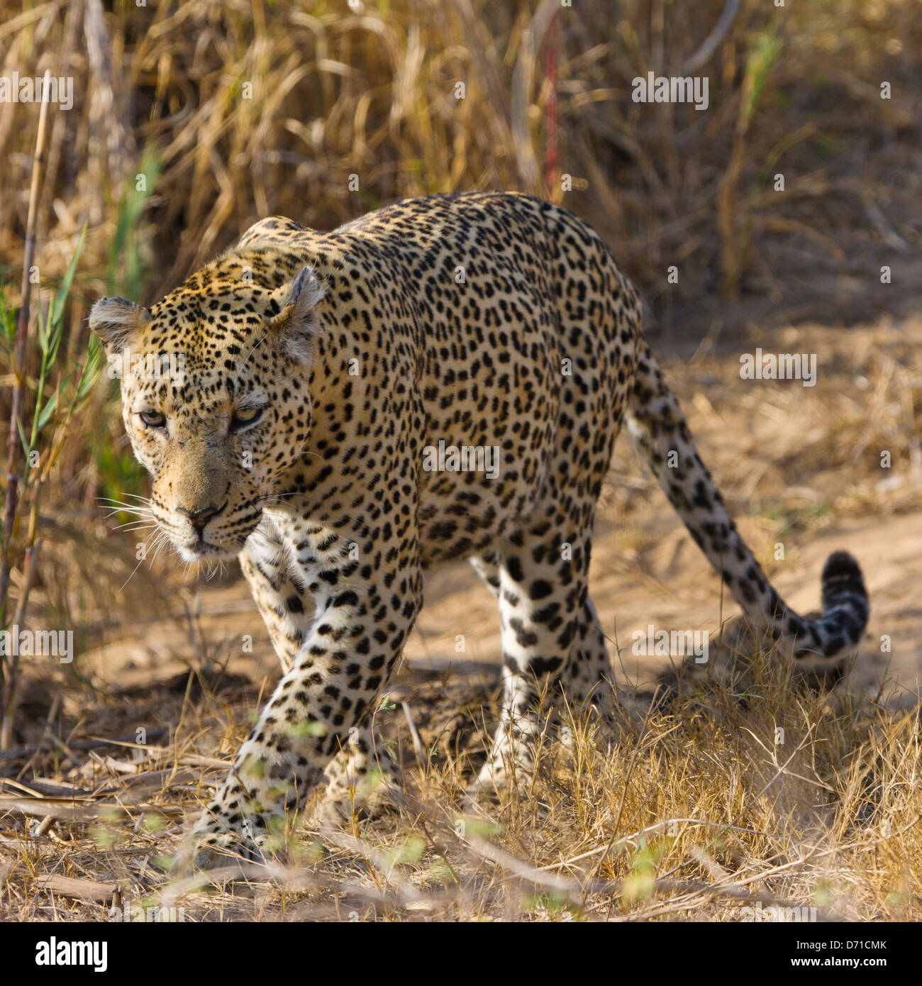 Leopard, South Africa Stock Photo - Alamy