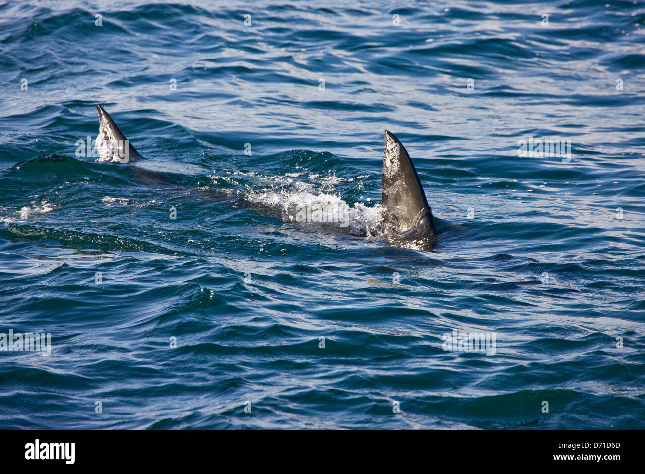Great White Shark in False Bay, South Africa Stock Photo - Alamy
