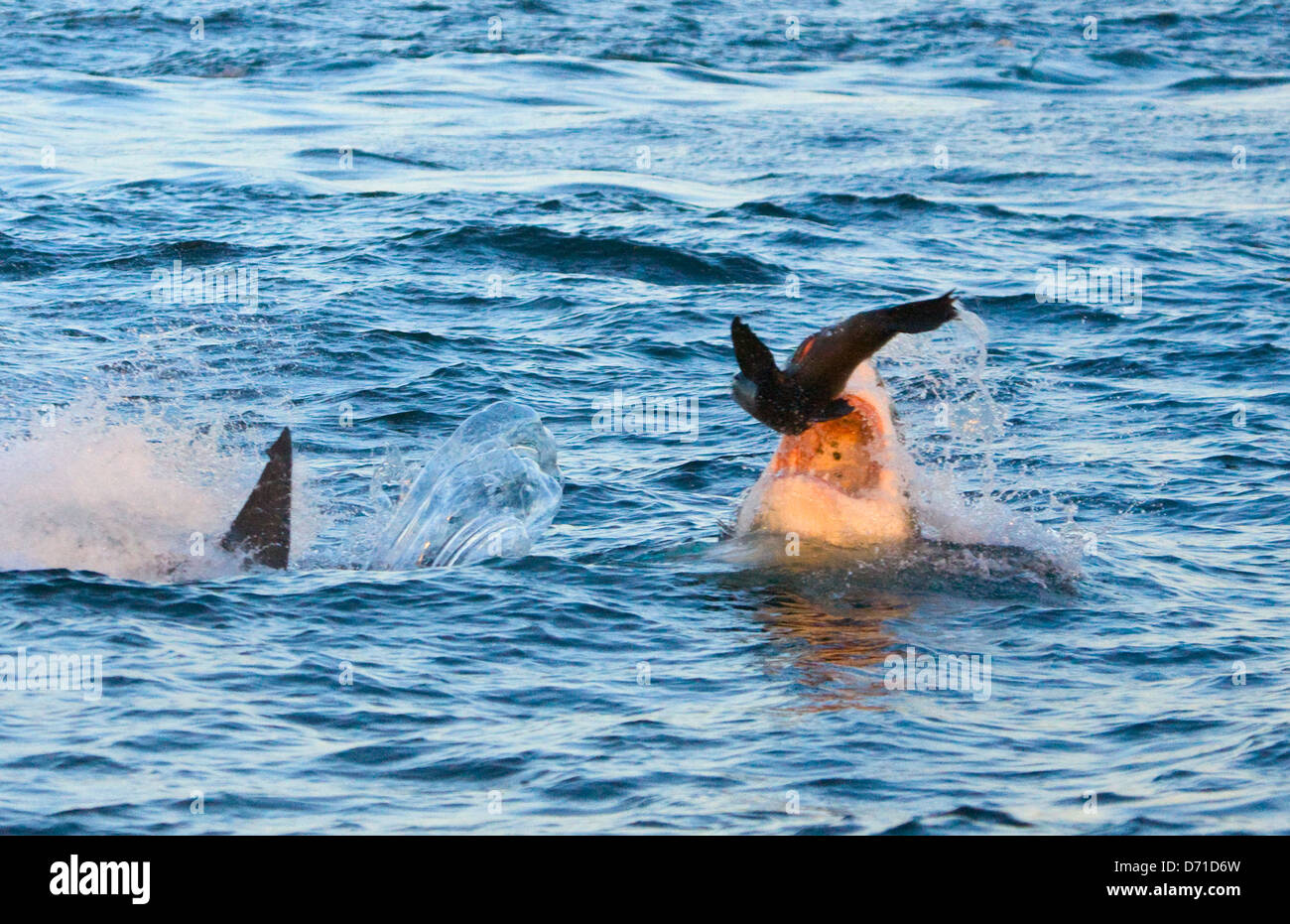 Great White Shark breaching after seal, False Bay, South Africa Stock ...