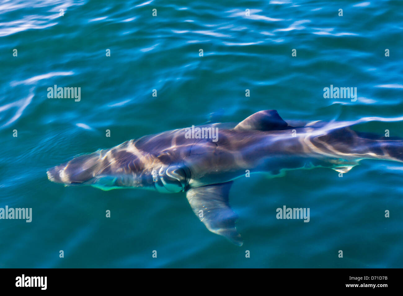 Great White Shark, False Bay, South Africa Stock Photo - Alamy