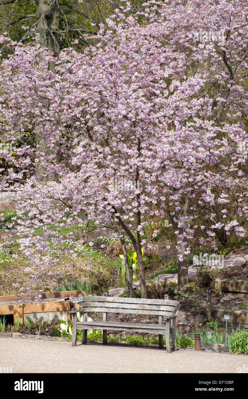 Prunus. Cherry Tree and wooden seat at RHS Wisley Gardens, England ...