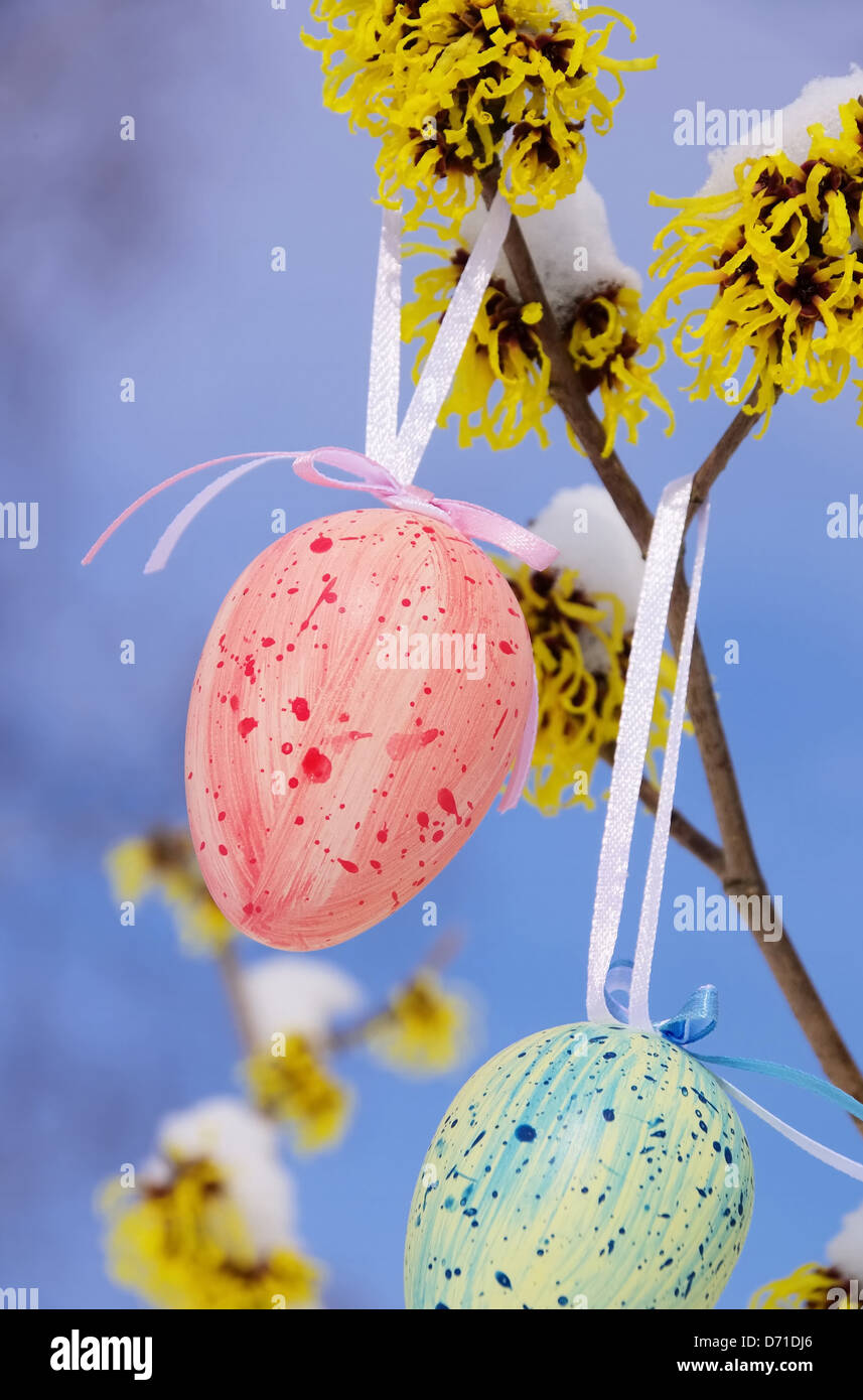 Osterstrauch Hamamelis - hamamelis shrub in easter time 12 Stock Photo ...