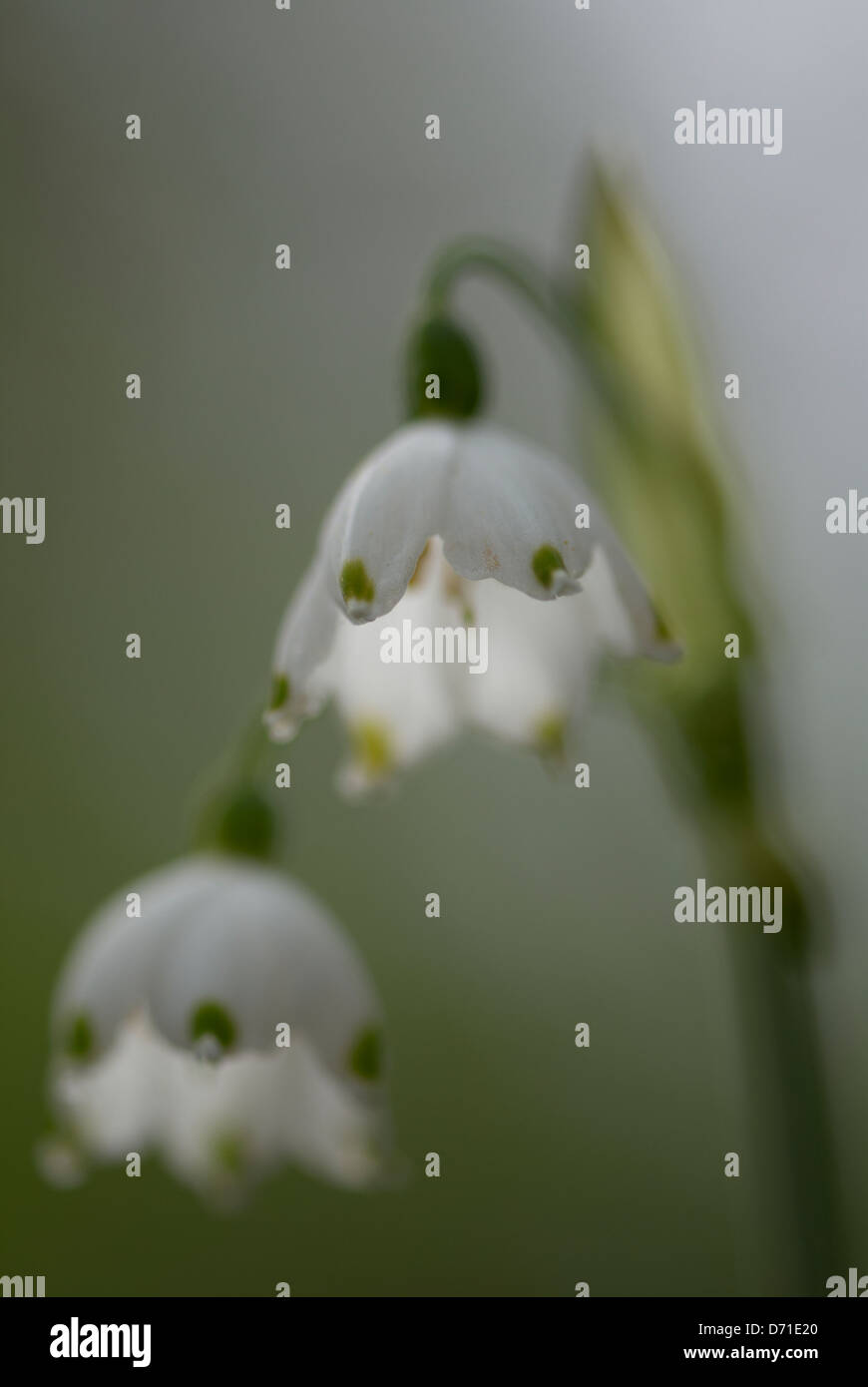 Spring snowflake flowers Stock Photo - Alamy