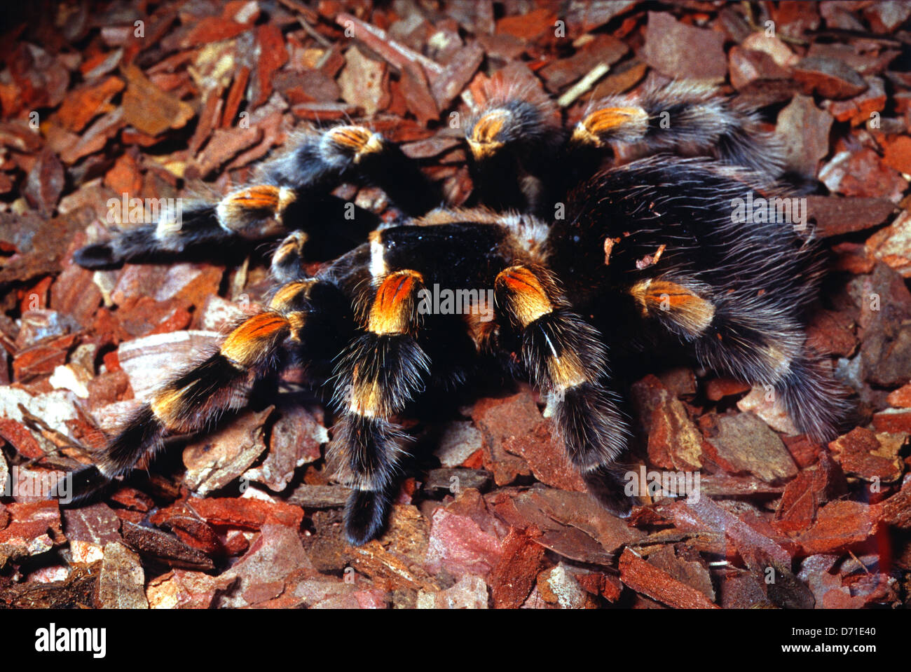 Mexican red kneed tarantula hi-res stock photography and images - Alamy