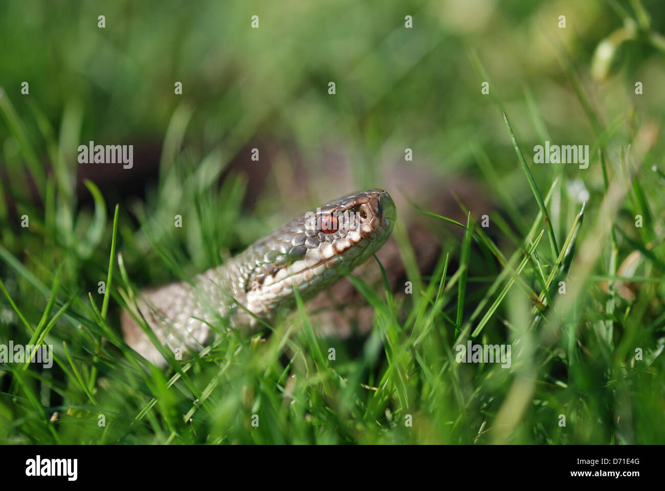 Snake in romania hi-res stock photography and images - Alamy