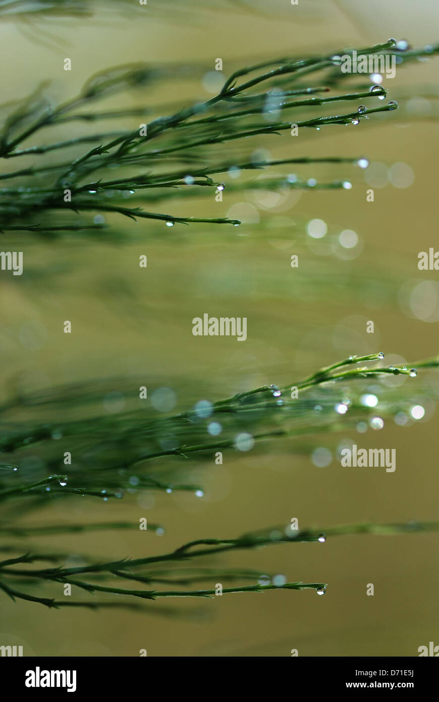 Horsetail with dew drops Stock Photo - Alamy