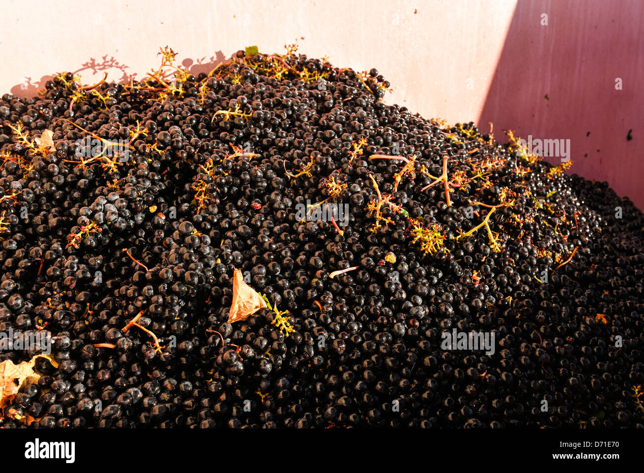 Smashed grapes hi-res stock photography and images - Alamy