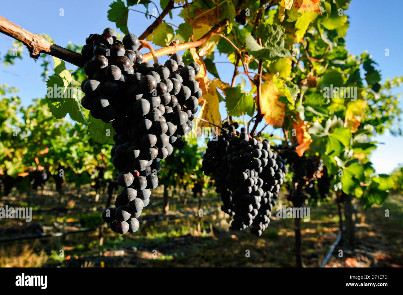 Merlot Grapes High Resolution Stock Photography and Images - Alamy