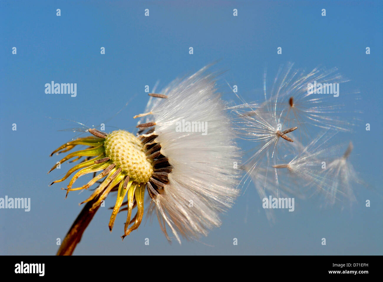 Seed dispersal wind hi-res stock photography and images - Alamy