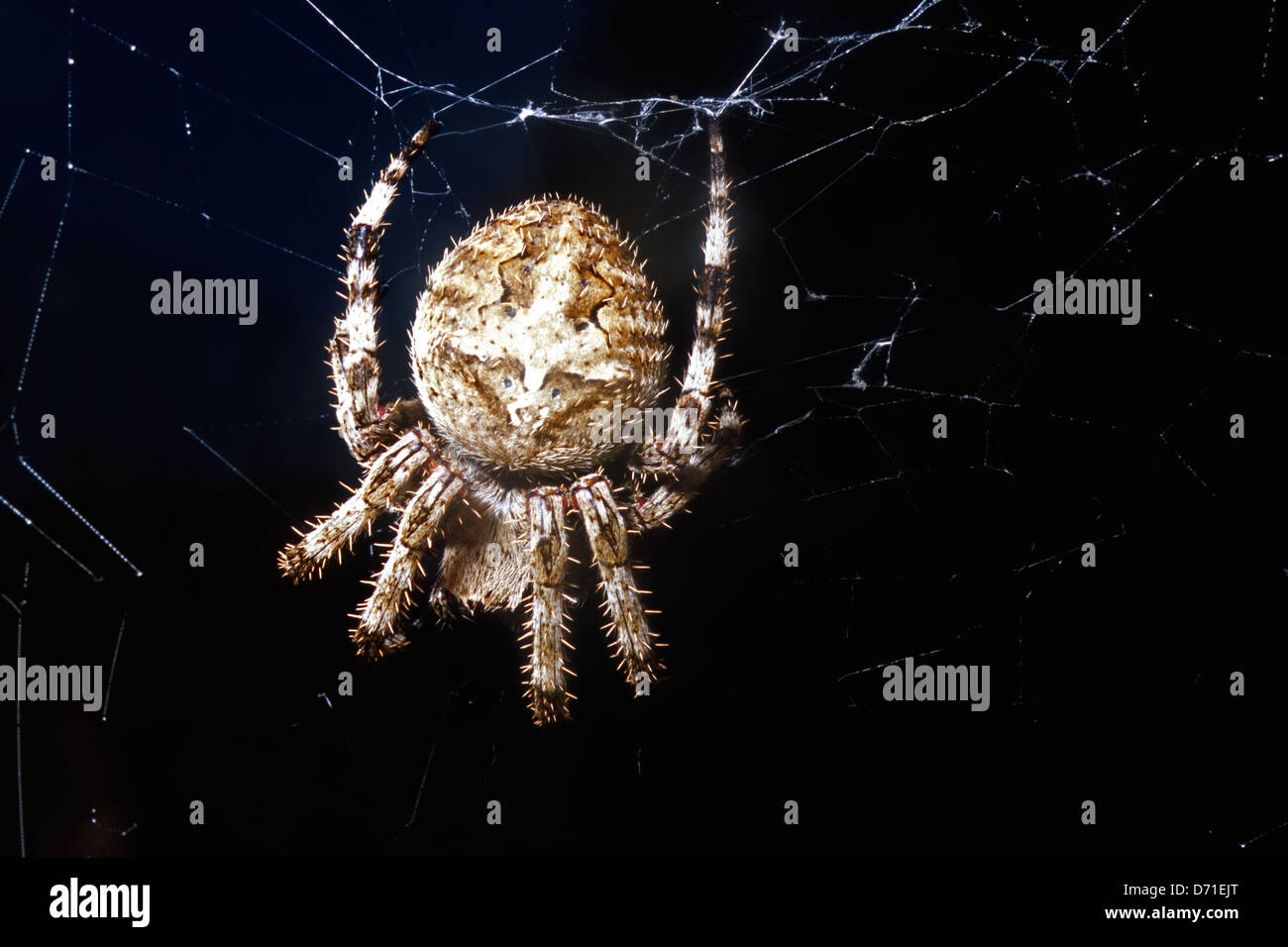 Italy spiders roberto nistri horizontal hi-res stock photography and ...