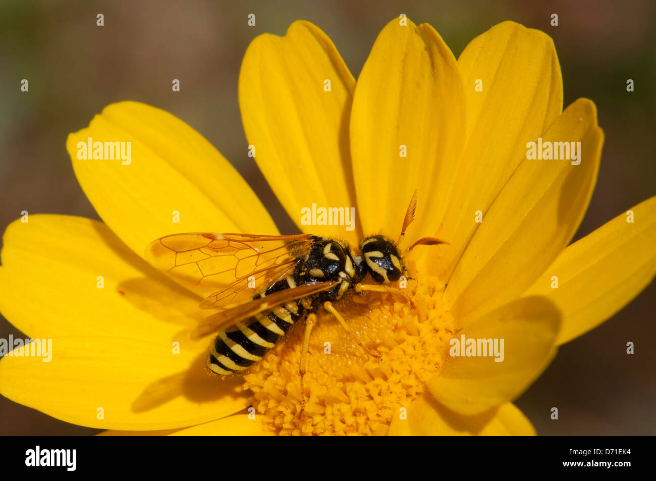 Wasp pollinating a flower Stock Photo - Alamy