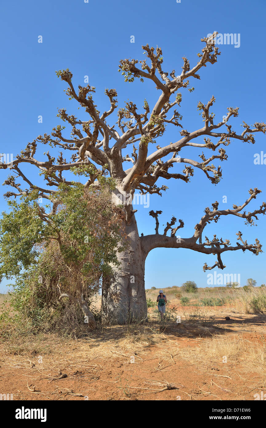 Baobab - Dead-rat tree - Monkey-bread tree - Upside-down tree ...