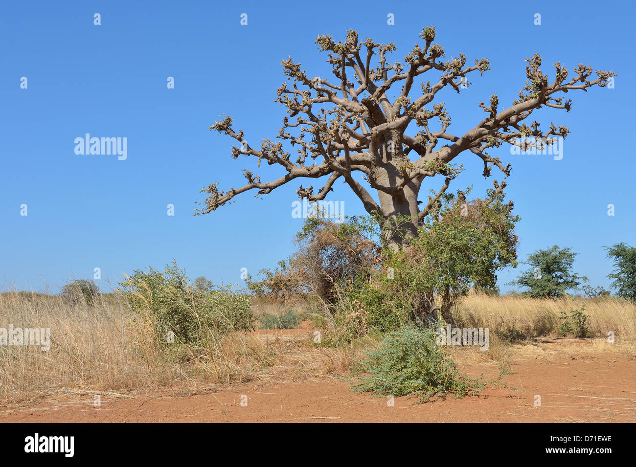Baobab - Dead-rat tree - Monkey-bread tree - Upside-down tree ...