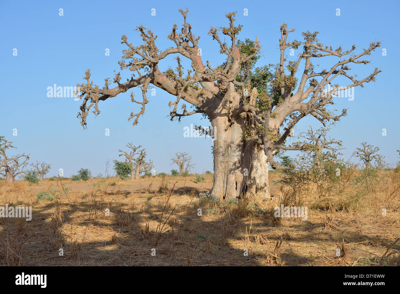 Baobab - Dead-rat tree - Monkey-bread tree - Upside-down tree ...