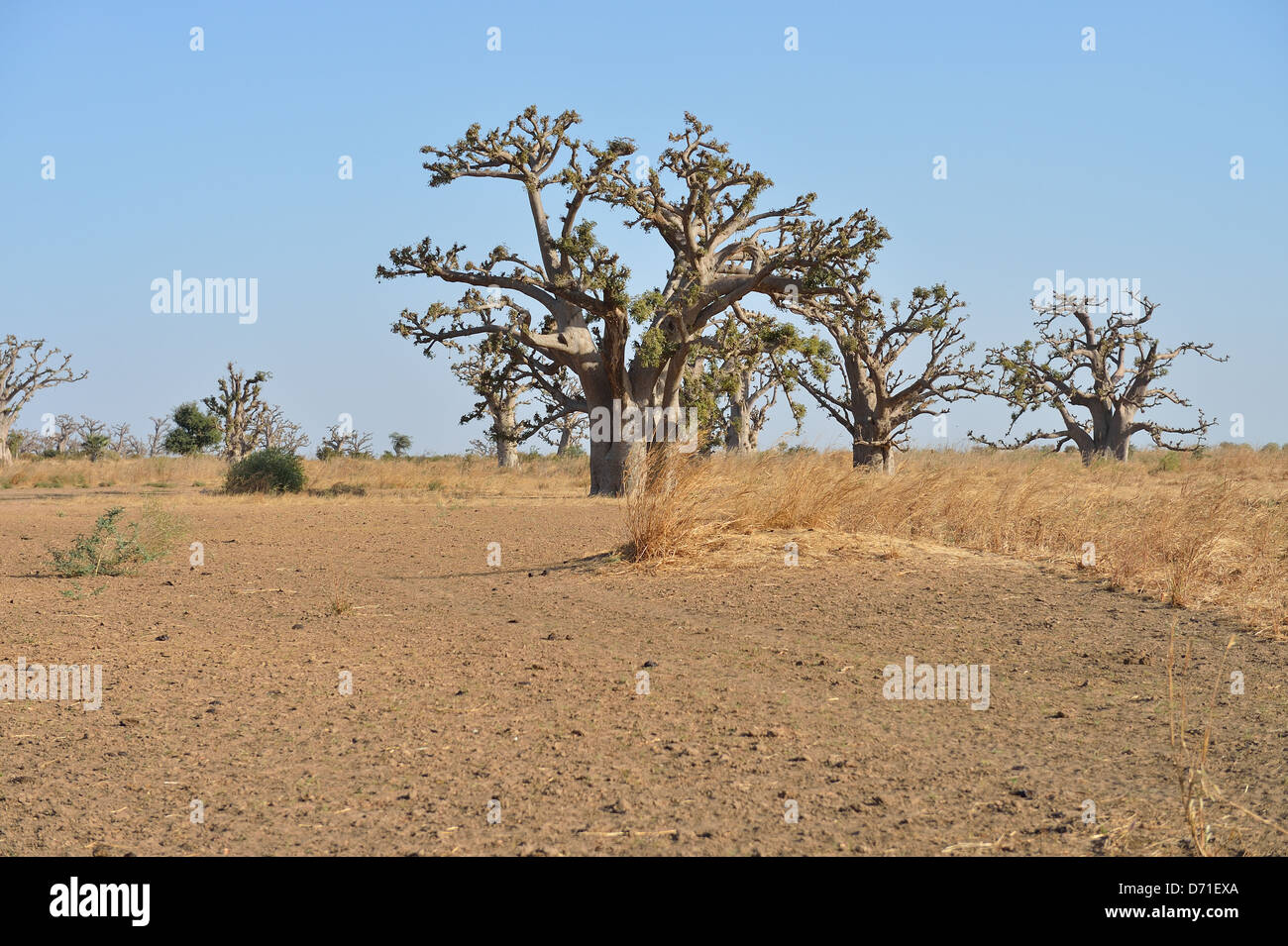 Baobab - Dead-rat tree - Monkey-bread tree - Upside-down tree ...