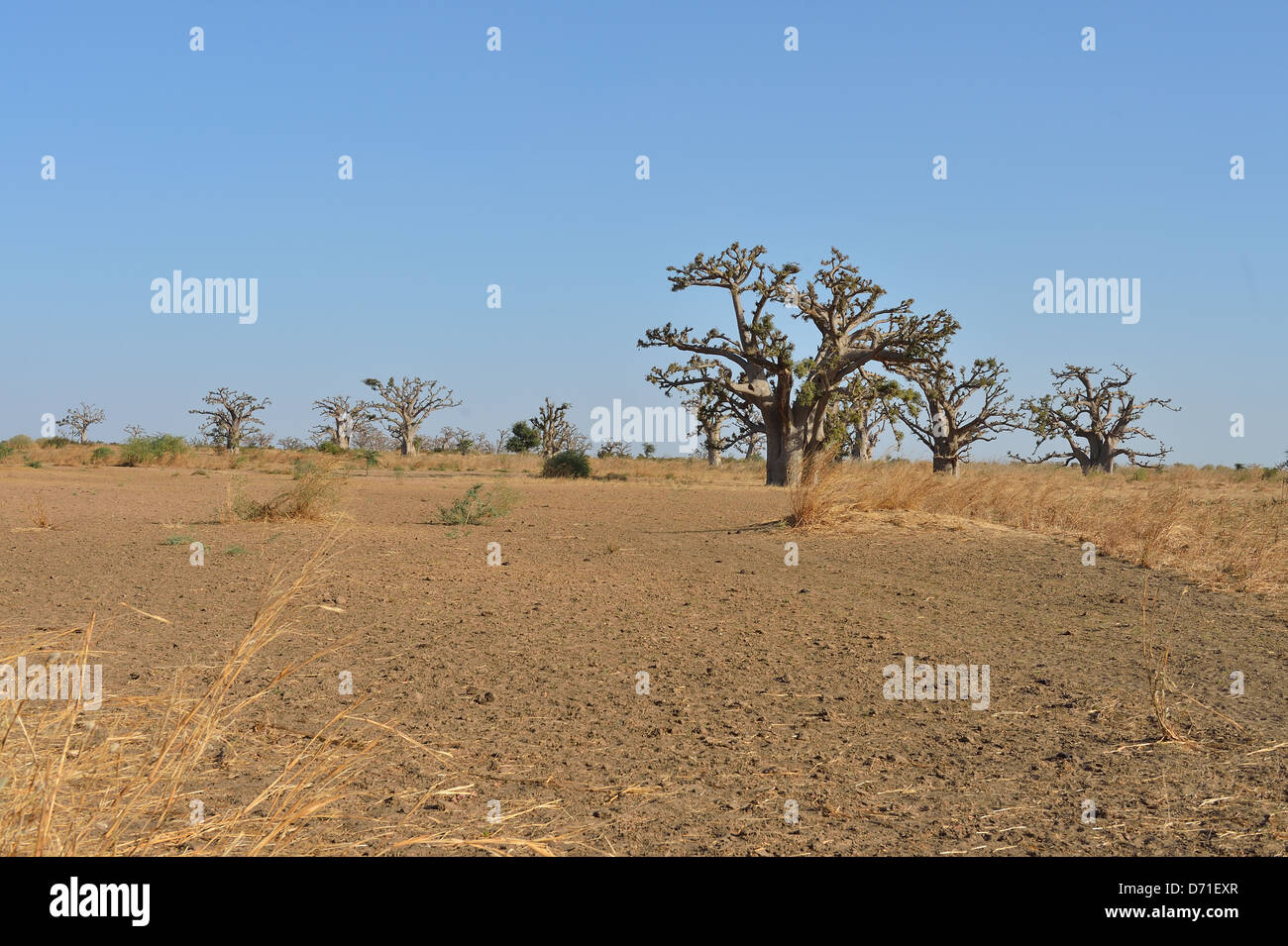 Baobab - Dead-rat tree - Monkey-bread tree - Upside-down tree ...