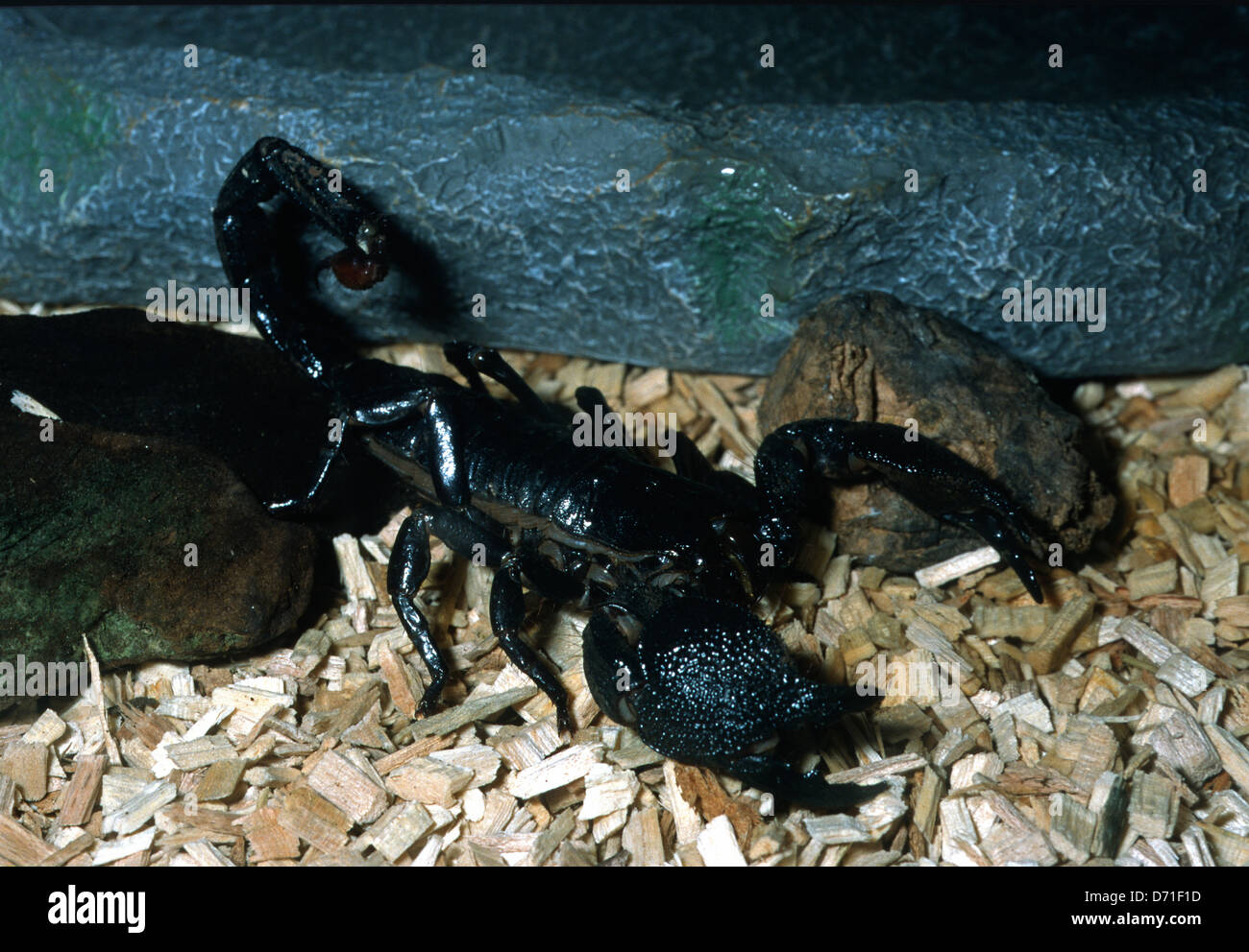 Emperor scorpion Pandinus inperator, Scorpionidae, Africa Stock Photo ...