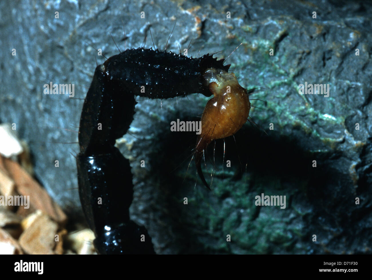 Emperor scorpion Pandinus inperator, Scorpionidae, Africa Stock Photo ...