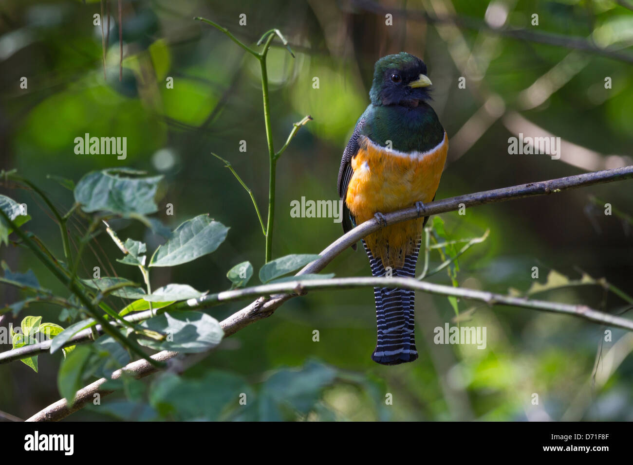 Orange-bellied Trogon (Trogon aurantiiventris Stock Photo - Alamy