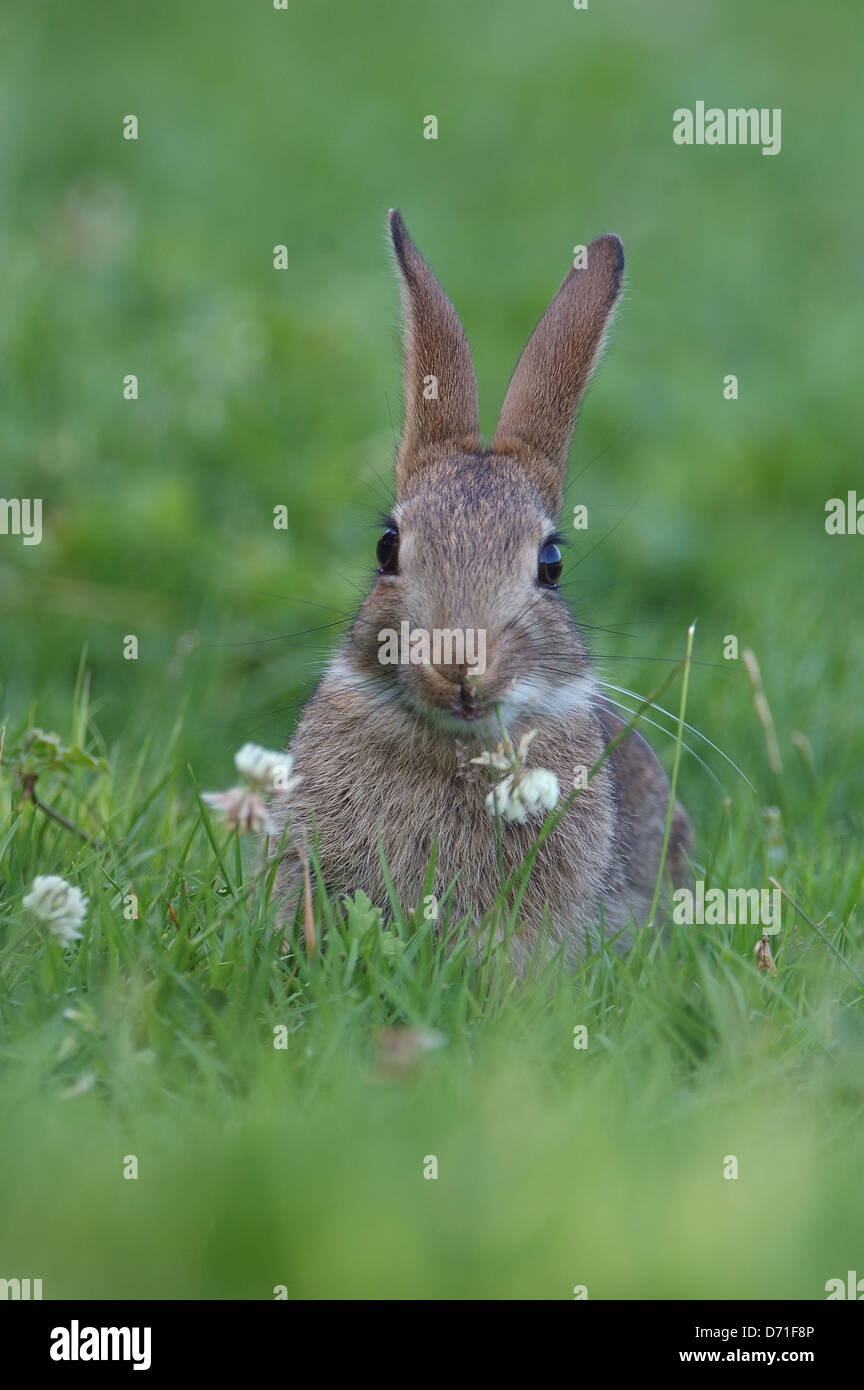 European Rabbit (Oryctogalus cuniculus) eating flower of clover Stock ...
