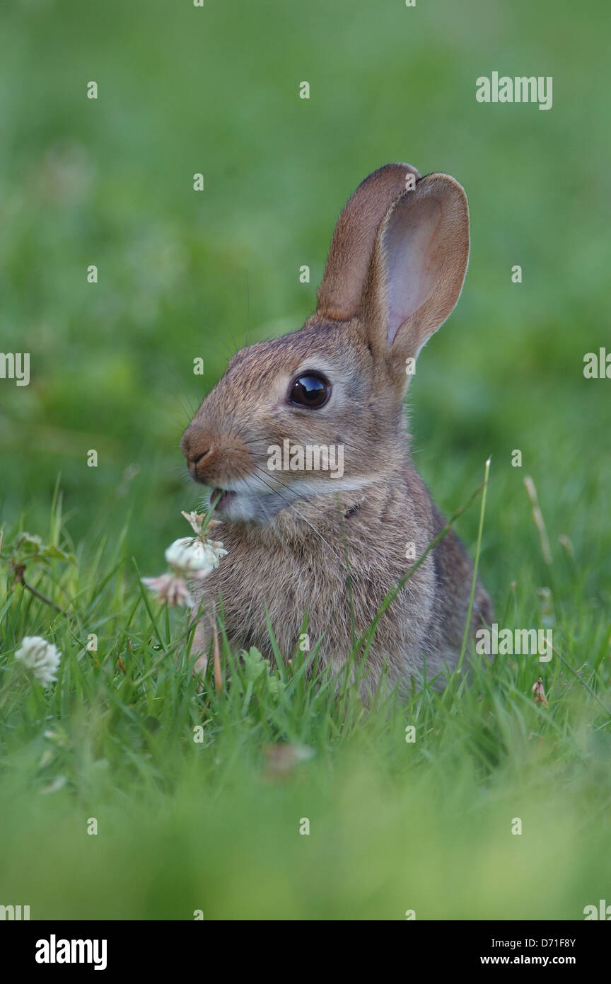 Rabbit clover hi-res stock photography and images - Alamy