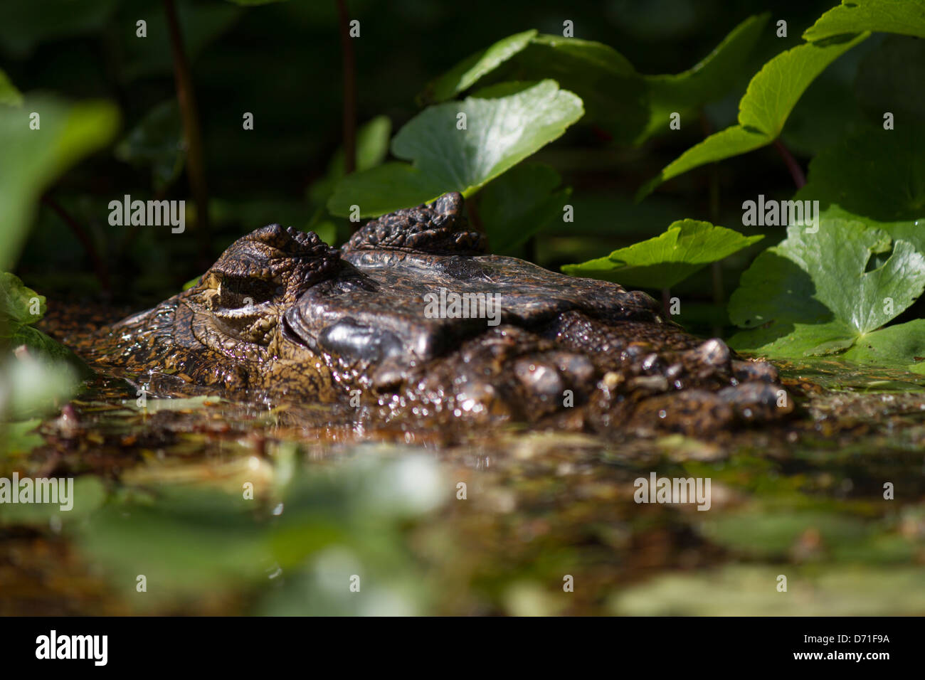 Spectacled Caiman (Caiman crocodilus), White Caiman or Common Caiman ...