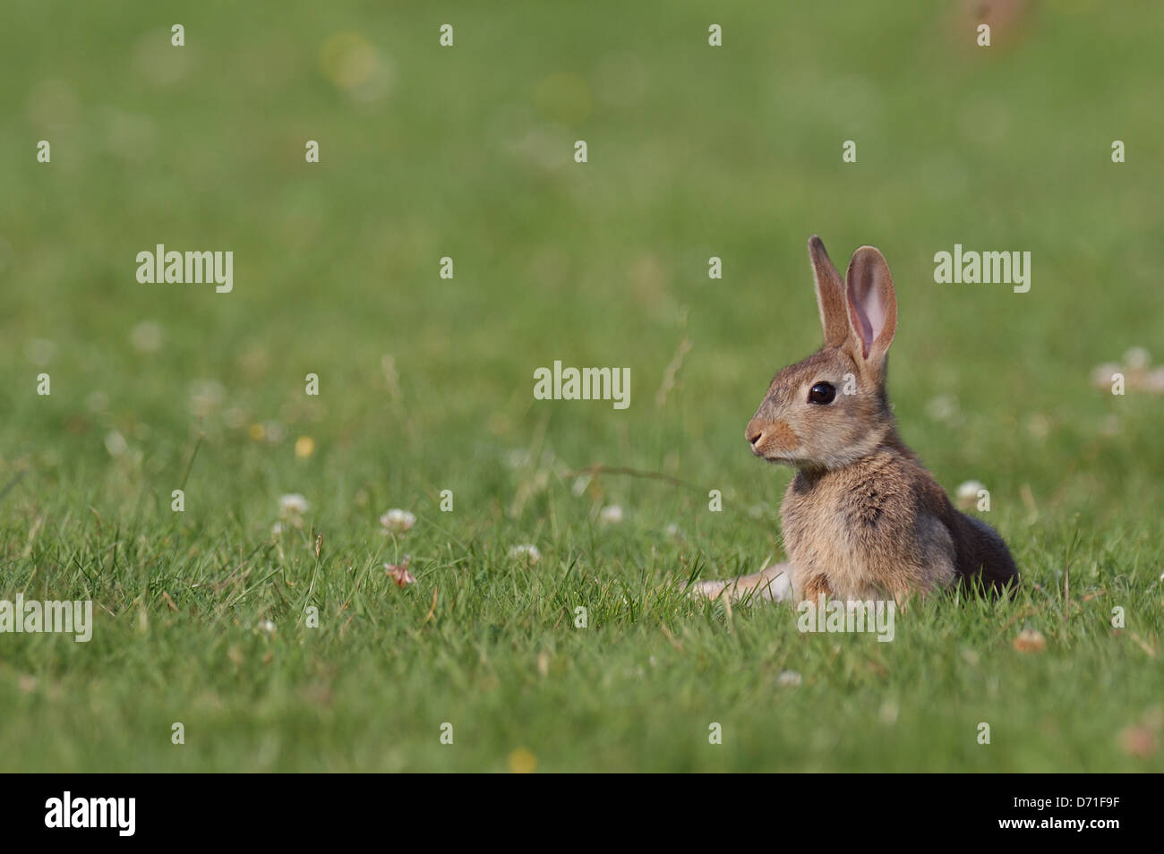 Rabbit laying in grass hi-res stock photography and images - Alamy