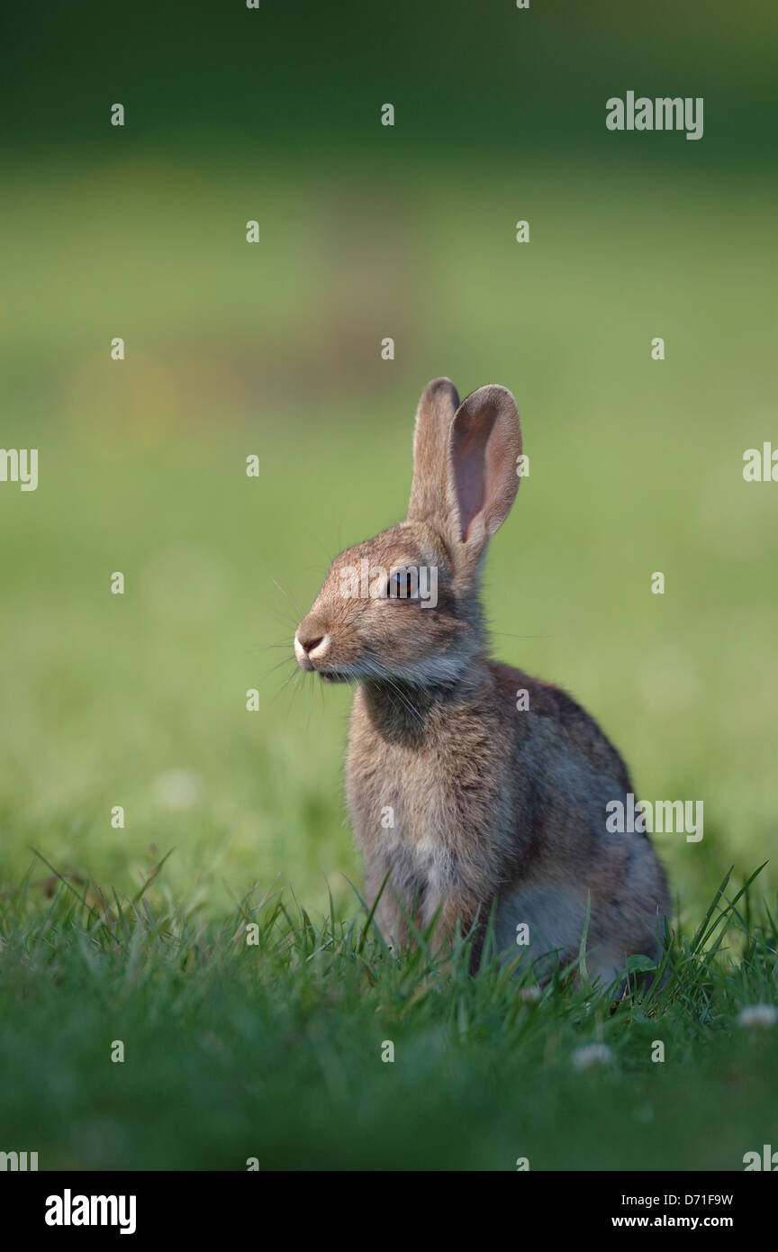 Wild rabbit sitting in grass hi-res stock photography and images - Alamy