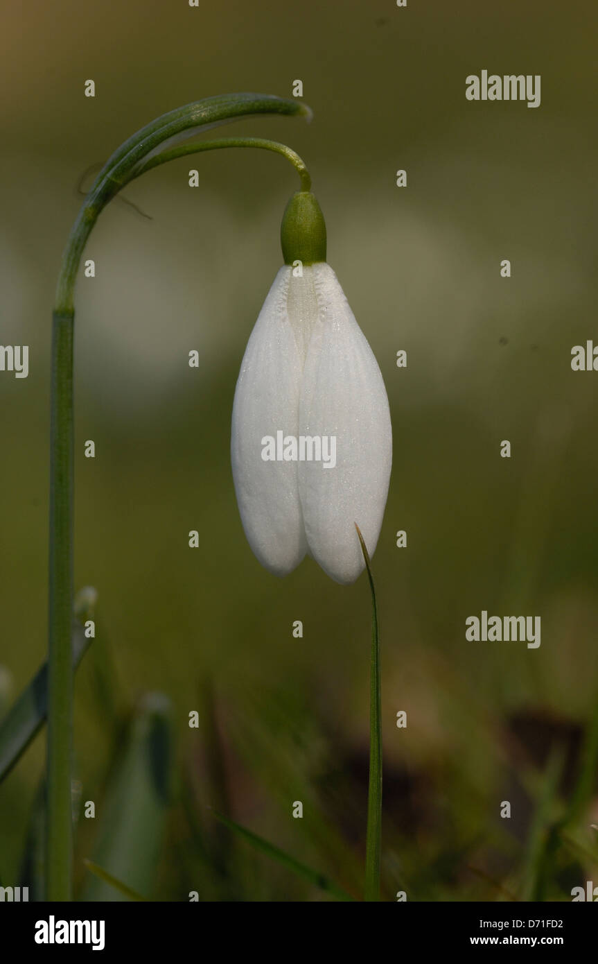 Snowdrops (Galanthus nivalis) flowering at the end of the winter Stock ...