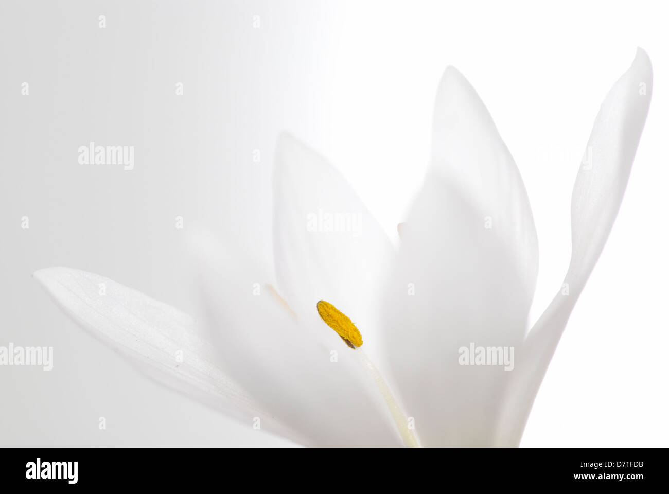 Colchicum hungaricum with white background Stock Photo - Alamy