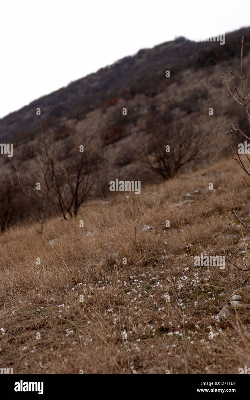 Hungaricum hi-res stock photography and images - Alamy