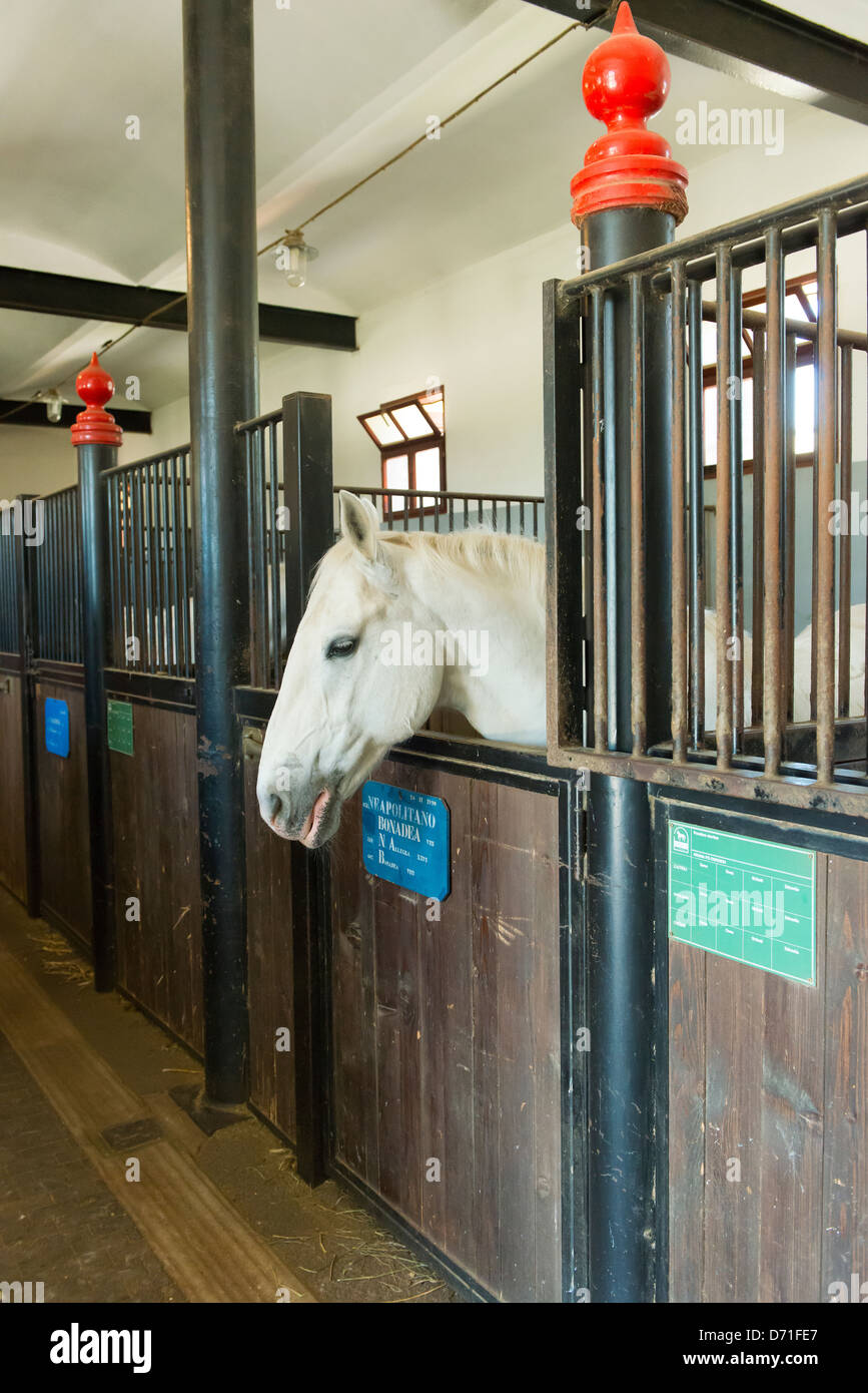 the ancient stables in Lipica Stock Photo - Alamy