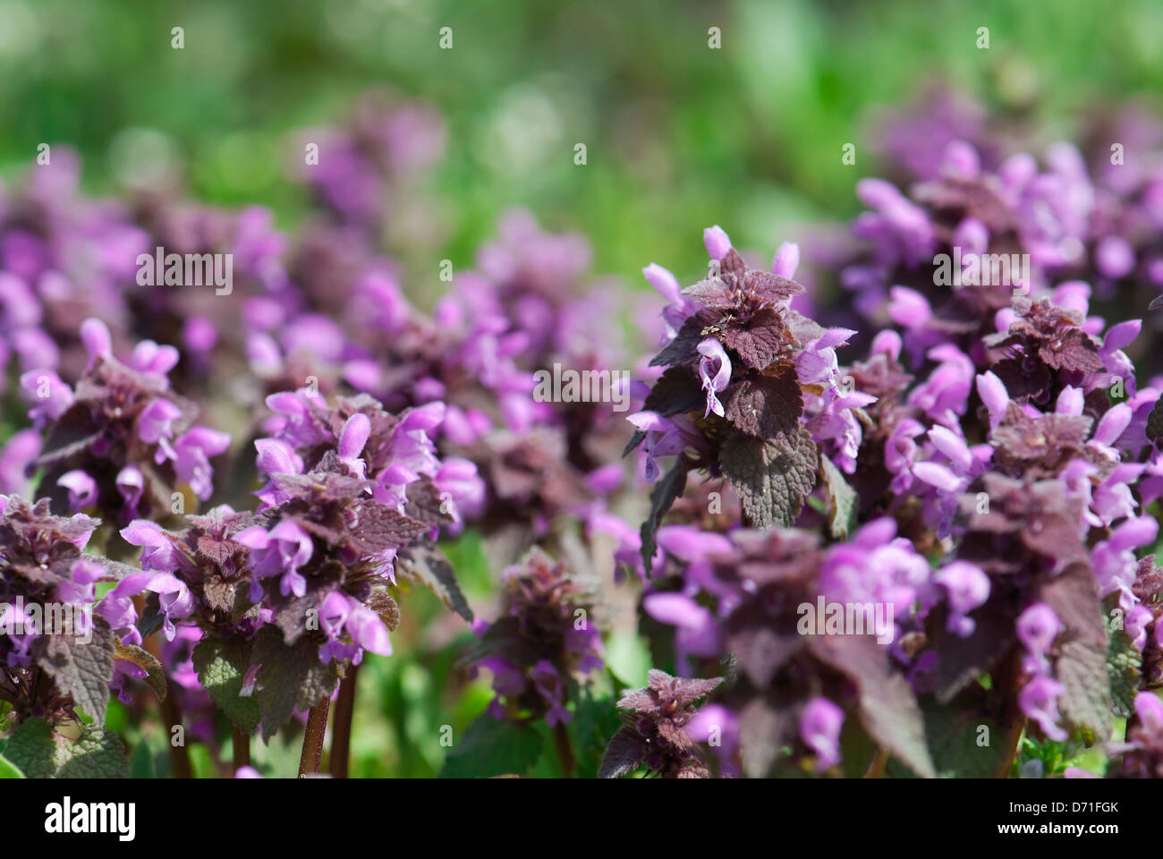 Flowering dead nettle on the meadow (Lamium purpureum Stock Photo - Alamy