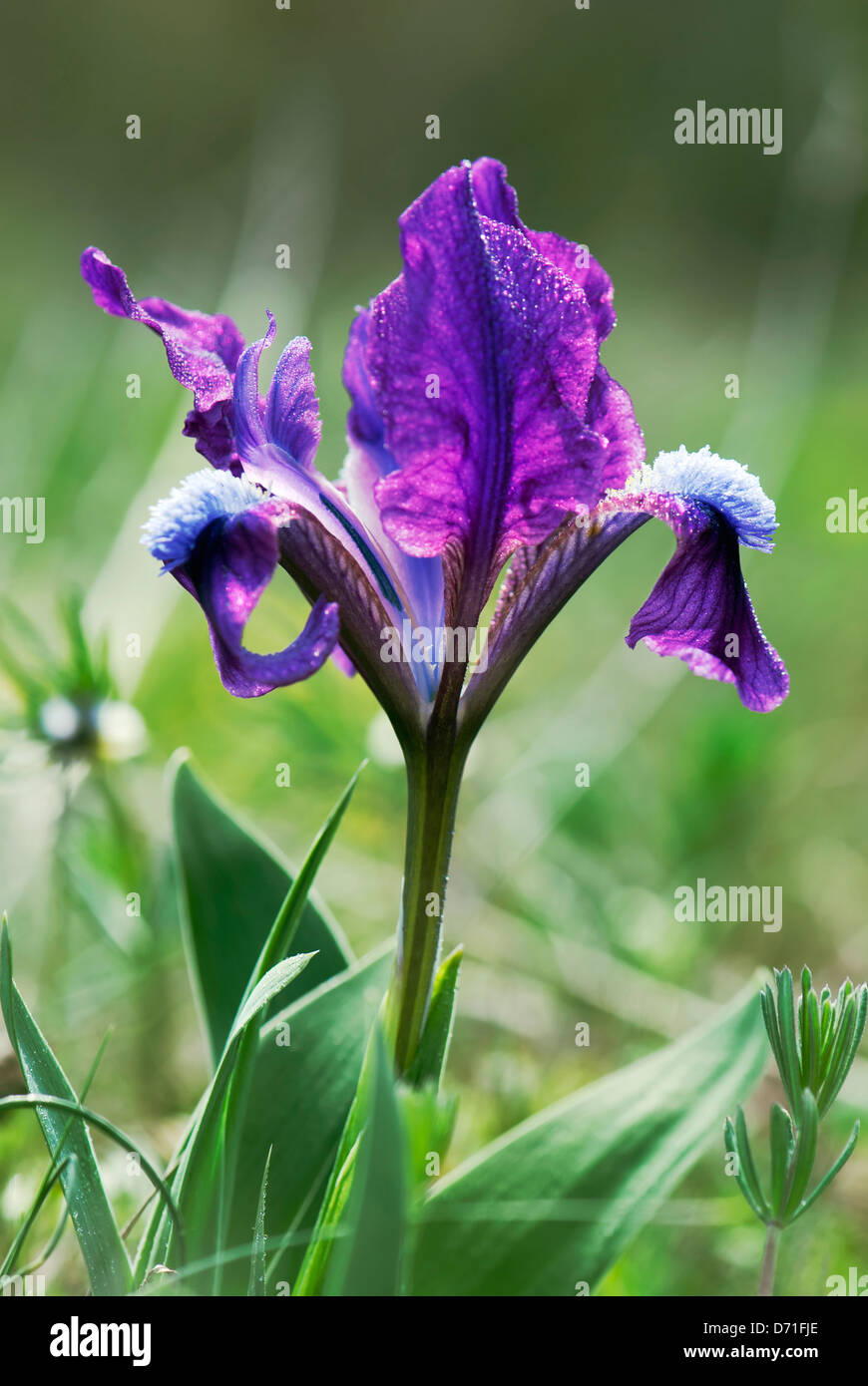 Detail of violet Dwarf iris (Iris pumila Stock Photo - Alamy