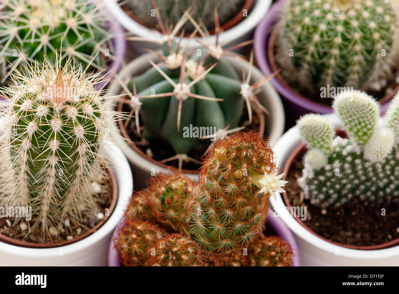 Mix of various indoor cacti Stock Photo - Alamy