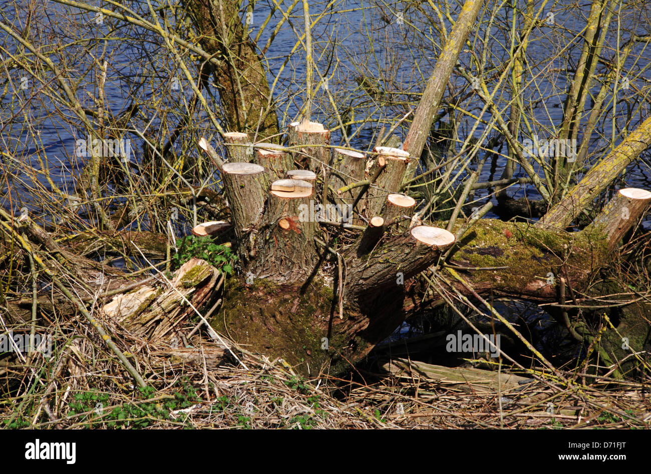 A stump of a tree after lopping branches by the River Yare at ...