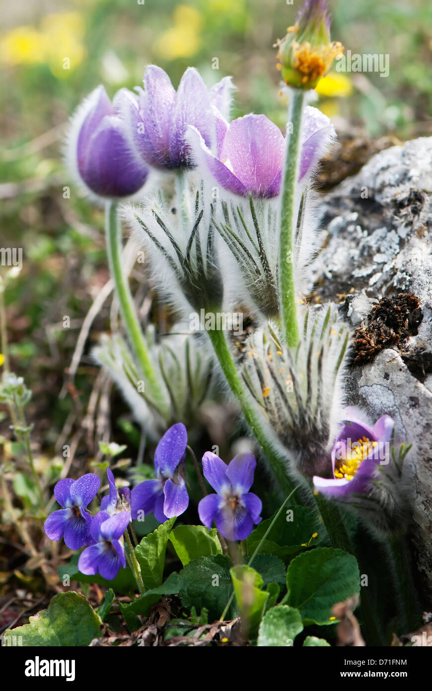 Pulsatilla slavica and viola odorata growing under a rock Stock Photo ...