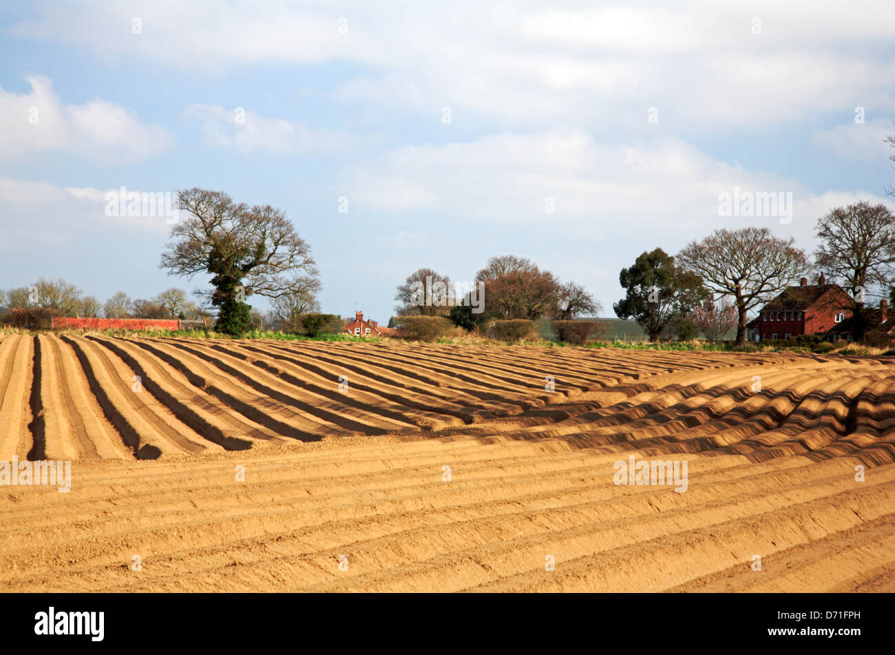 A view of a freshly drilled and ridged potato field at Catfield ...