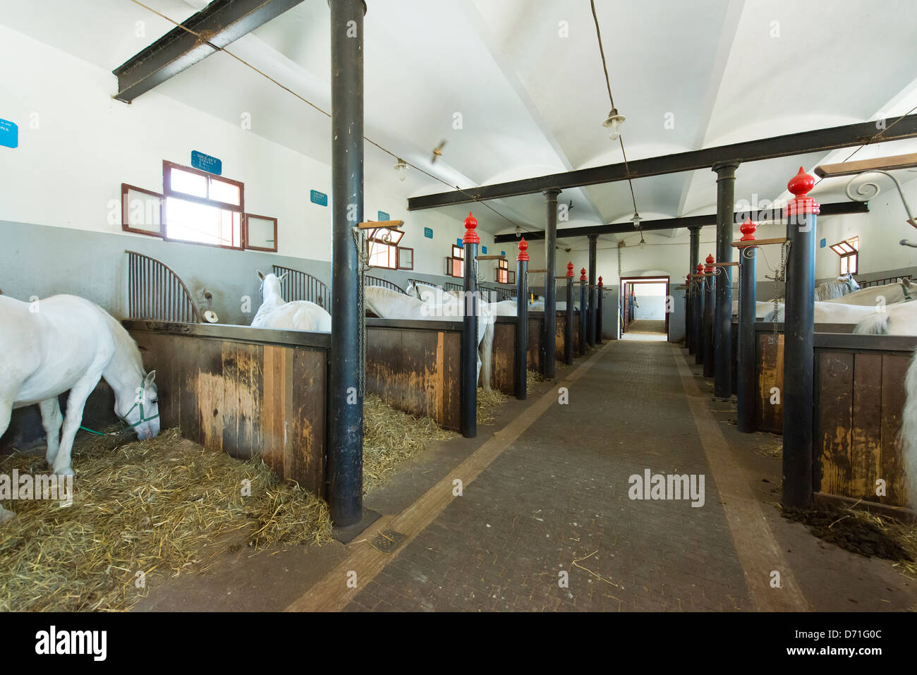 the ancient stables in Lipica Stock Photo - Alamy