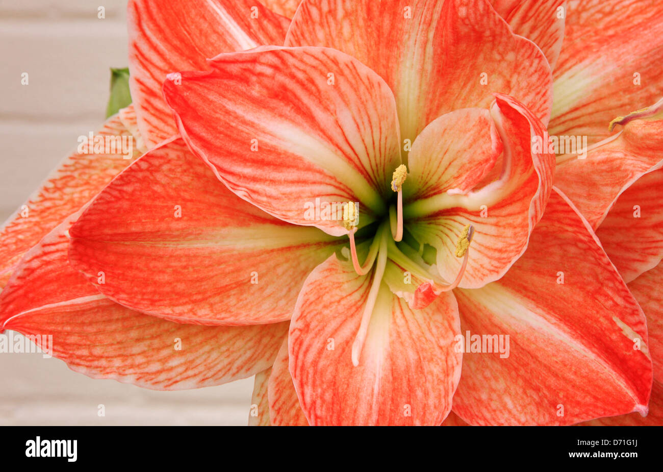 A still life of an Amaryllis flower Stock Photo - Alamy