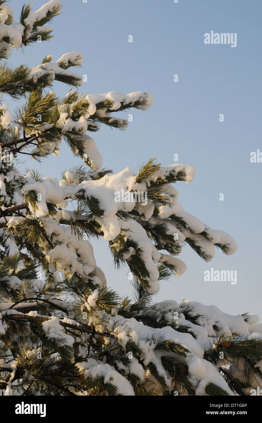 Pine tree covered with snow Stock Photo - Alamy